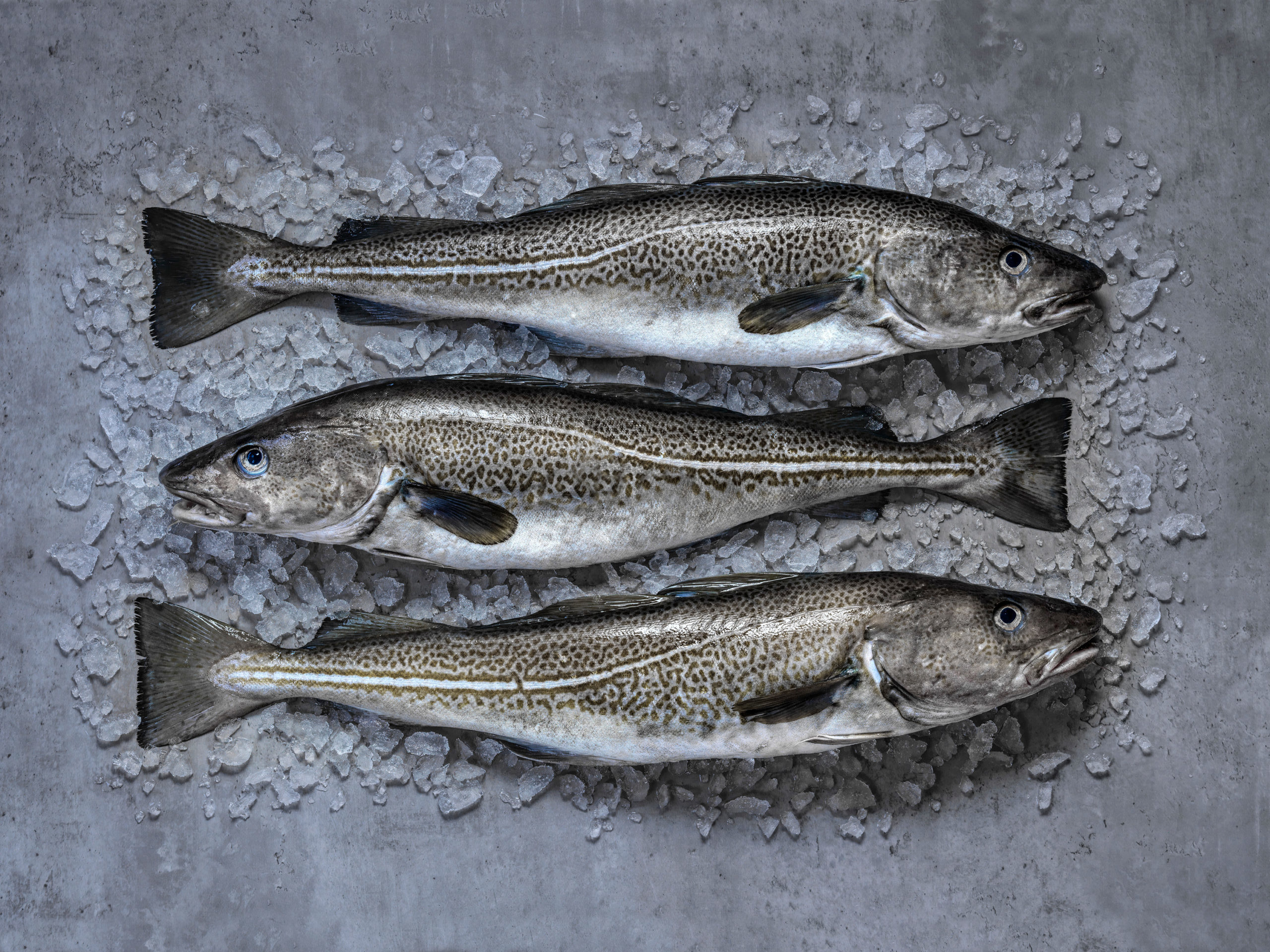 Experience the Skrei | Libre Mullenlowe